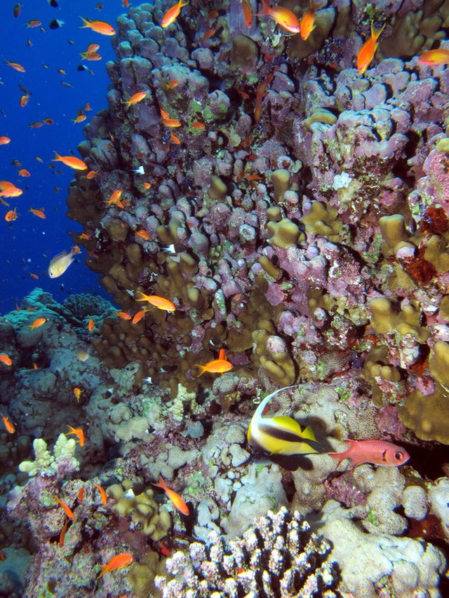 Guardians of the reef: Exploring the fascinating world of coral reefs ...