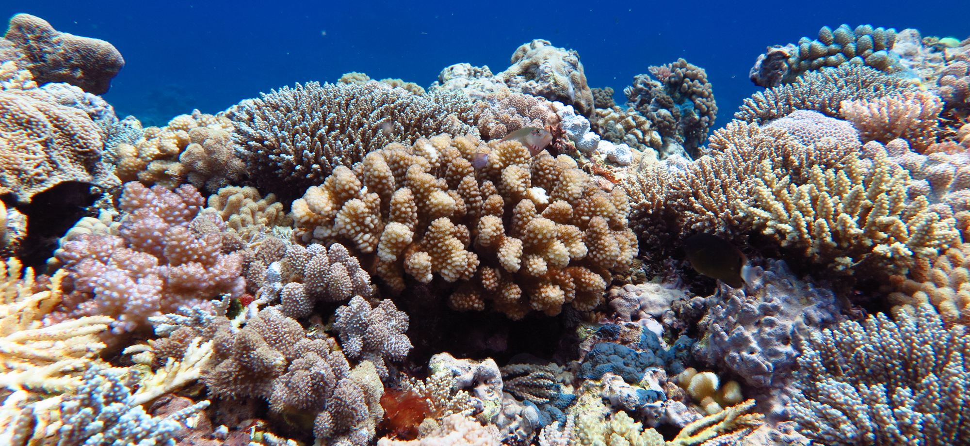 Guardians of the reef: Exploring the fascinating world of coral reefs ...